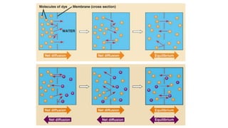 Membrane Transport System | PPT