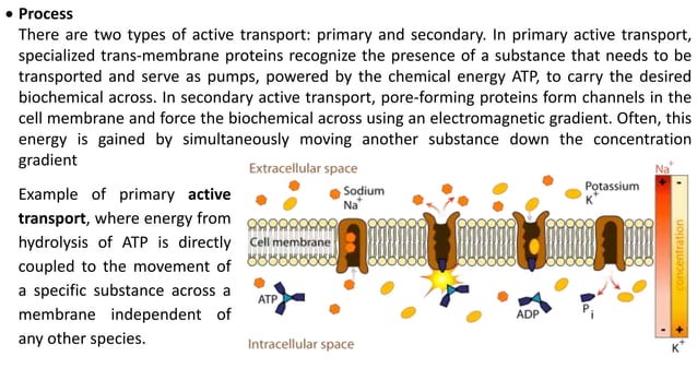 Membrane Transport System | PPT | Chemistry | Science