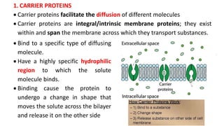 Membrane Transport System | PPT