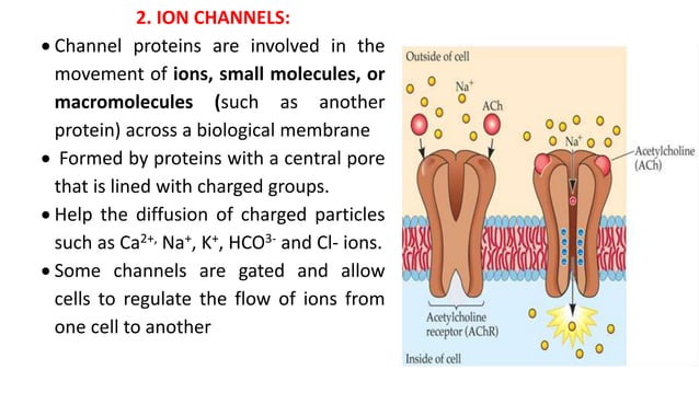 Membrane Transport System | PPT | Chemistry | Science