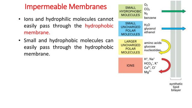 Membrane Transport System | PPT | Chemistry | Science