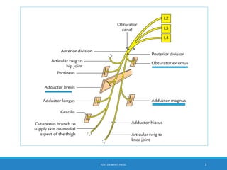 Obturator Nerve Distribution