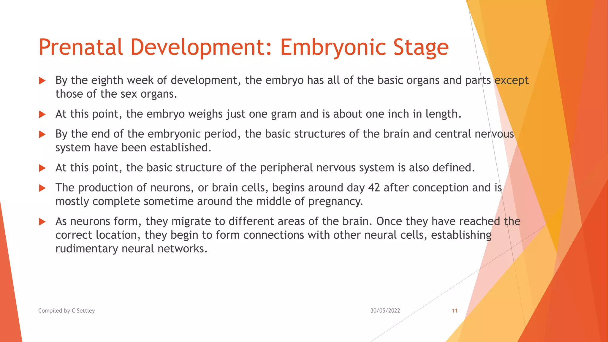 4. Fetal development.pdf