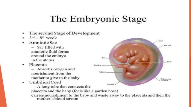 4. Fetal development.pdf
