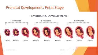 4. Fetal development.pdf | Infertility | Reproductive Health