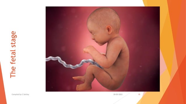 4. Fetal development.pdf