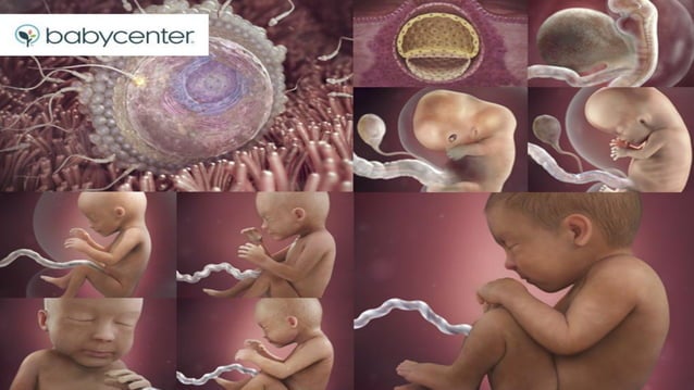 4. Fetal development.pdf