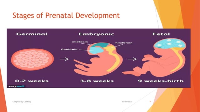 4. Fetal development.pdf