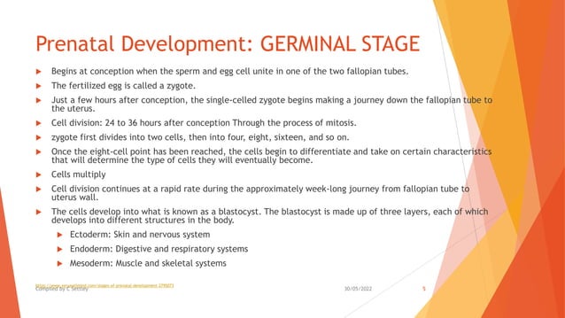 4. Fetal development.pdf