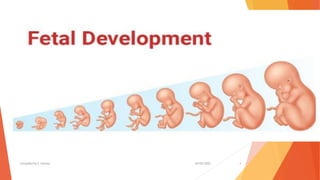 Fetus Development Stages Week By Week