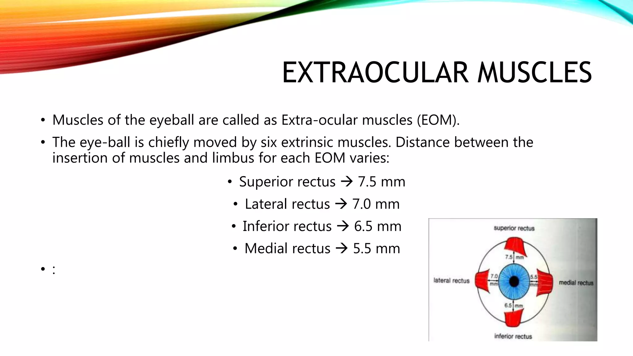 4. Extra ocular movements and strabismus.pptx