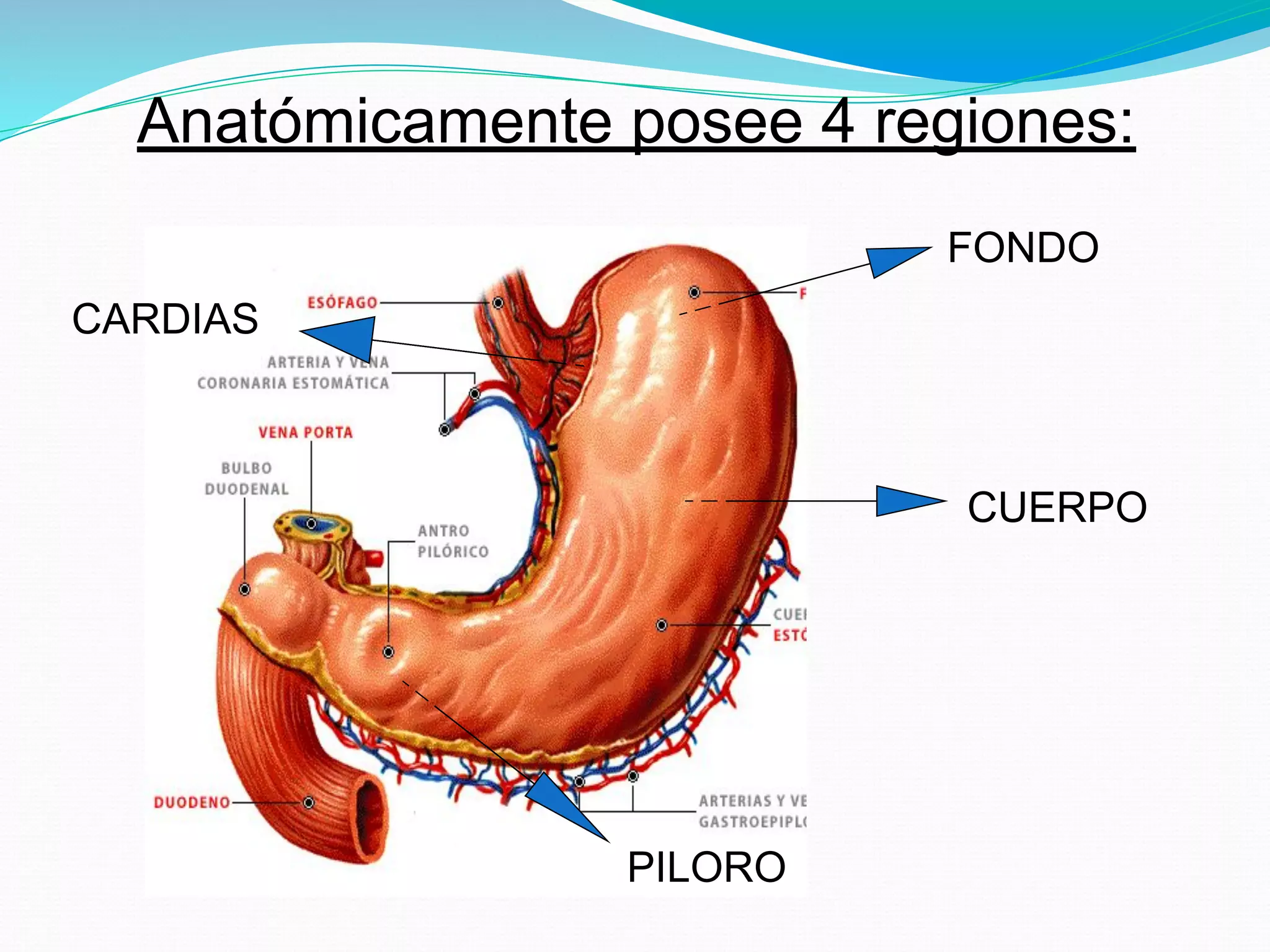 4. Aparato Digestivo Tubular.ppt.pdf | Ear, Nose and Throat Conditions ...