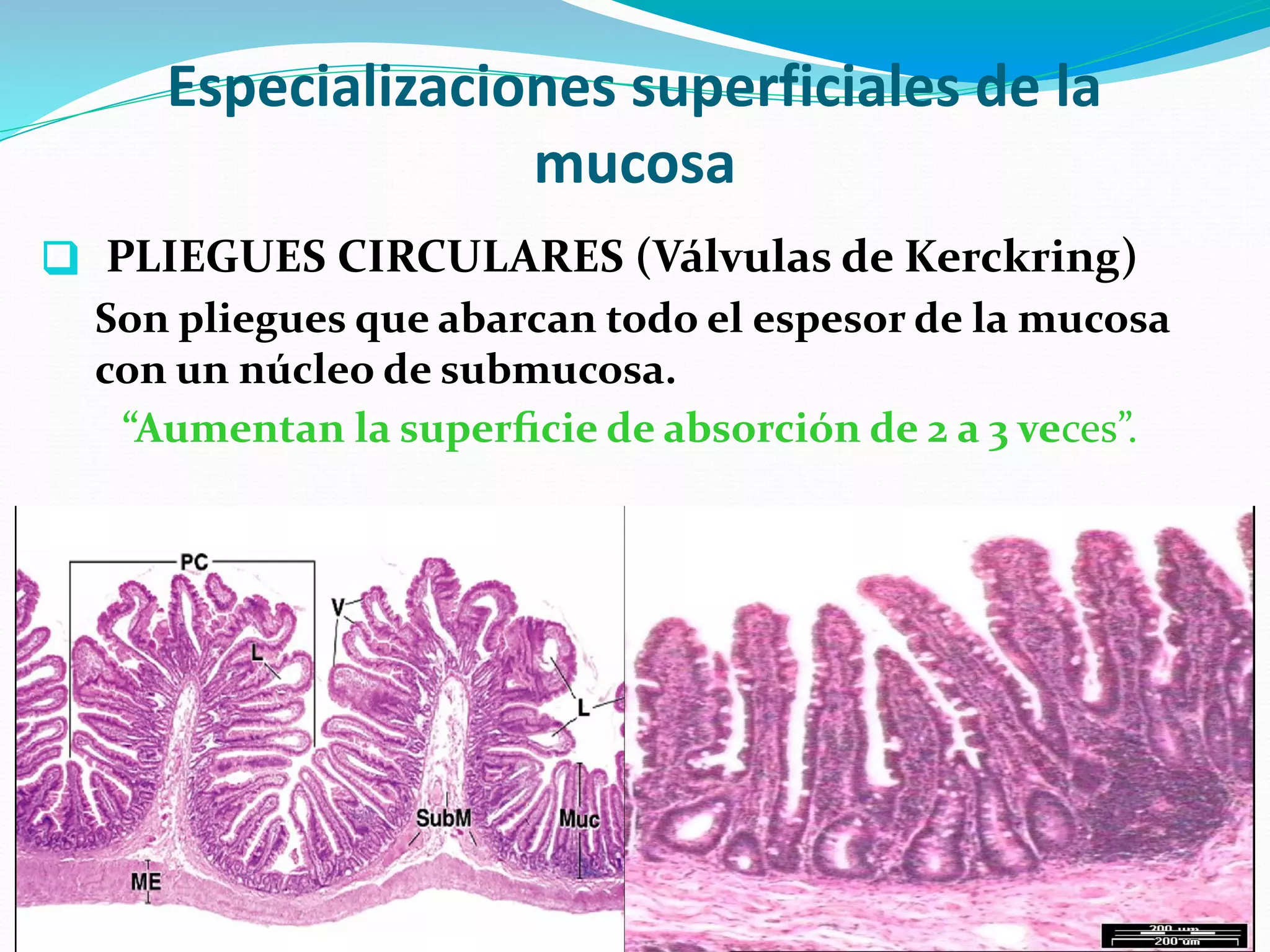 4. Aparato Digestivo Tubular.ppt.pdf | Ear, Nose and Throat Conditions ...