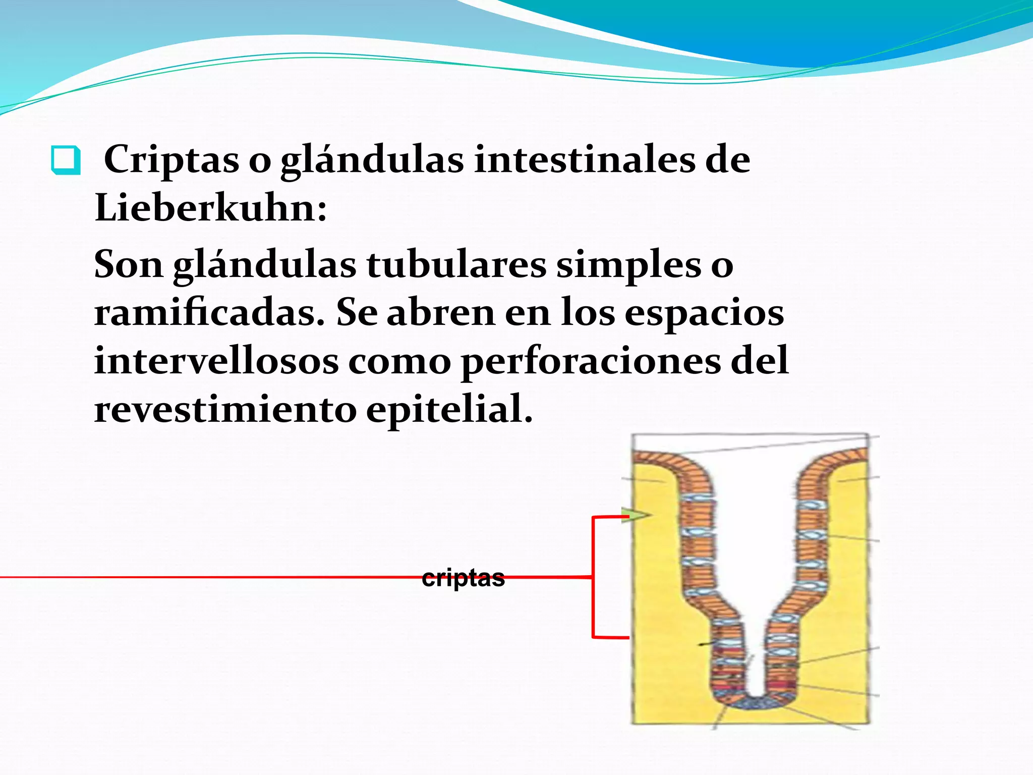 4. Aparato Digestivo Tubular.ppt.pdf | Ear, Nose and Throat Conditions ...
