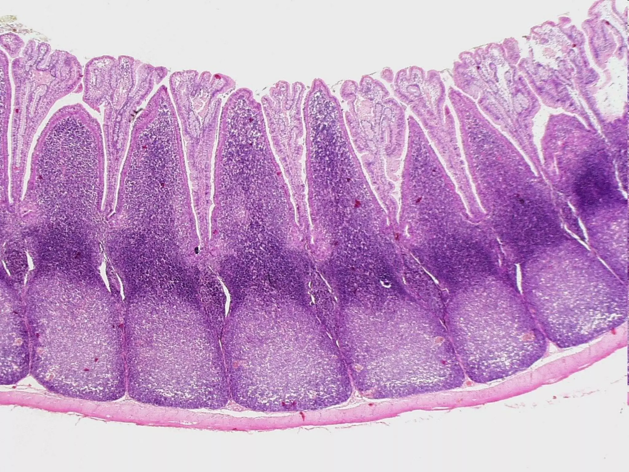 4. Aparato Digestivo Tubular.ppt.pdf | Ear, Nose and Throat Conditions ...