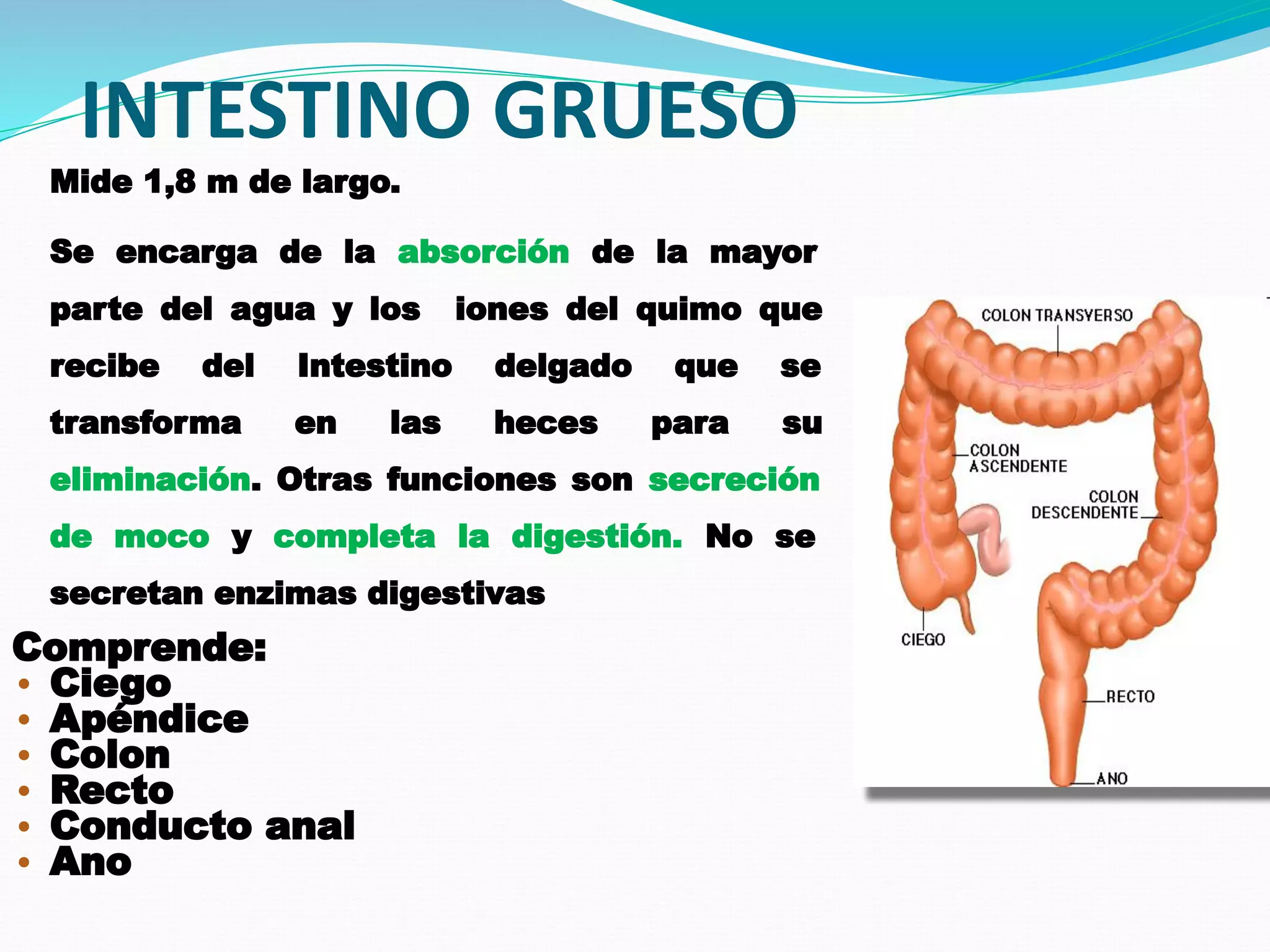4. Aparato Digestivo Tubular.ppt.pdf | Ear, Nose and Throat Conditions ...