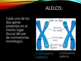 4. Que es un cromosoma.pptx