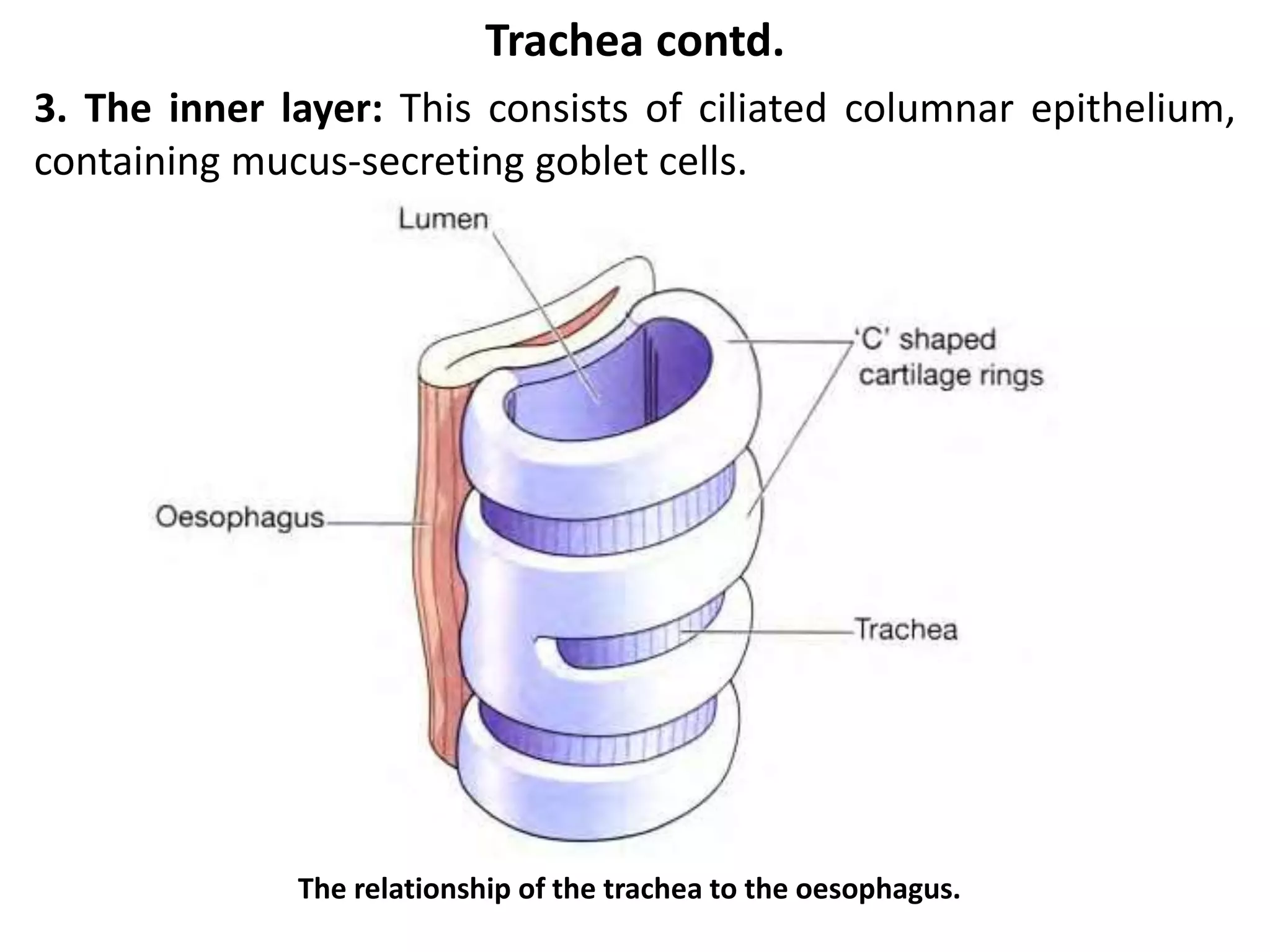 5. Respiratory system.pptx