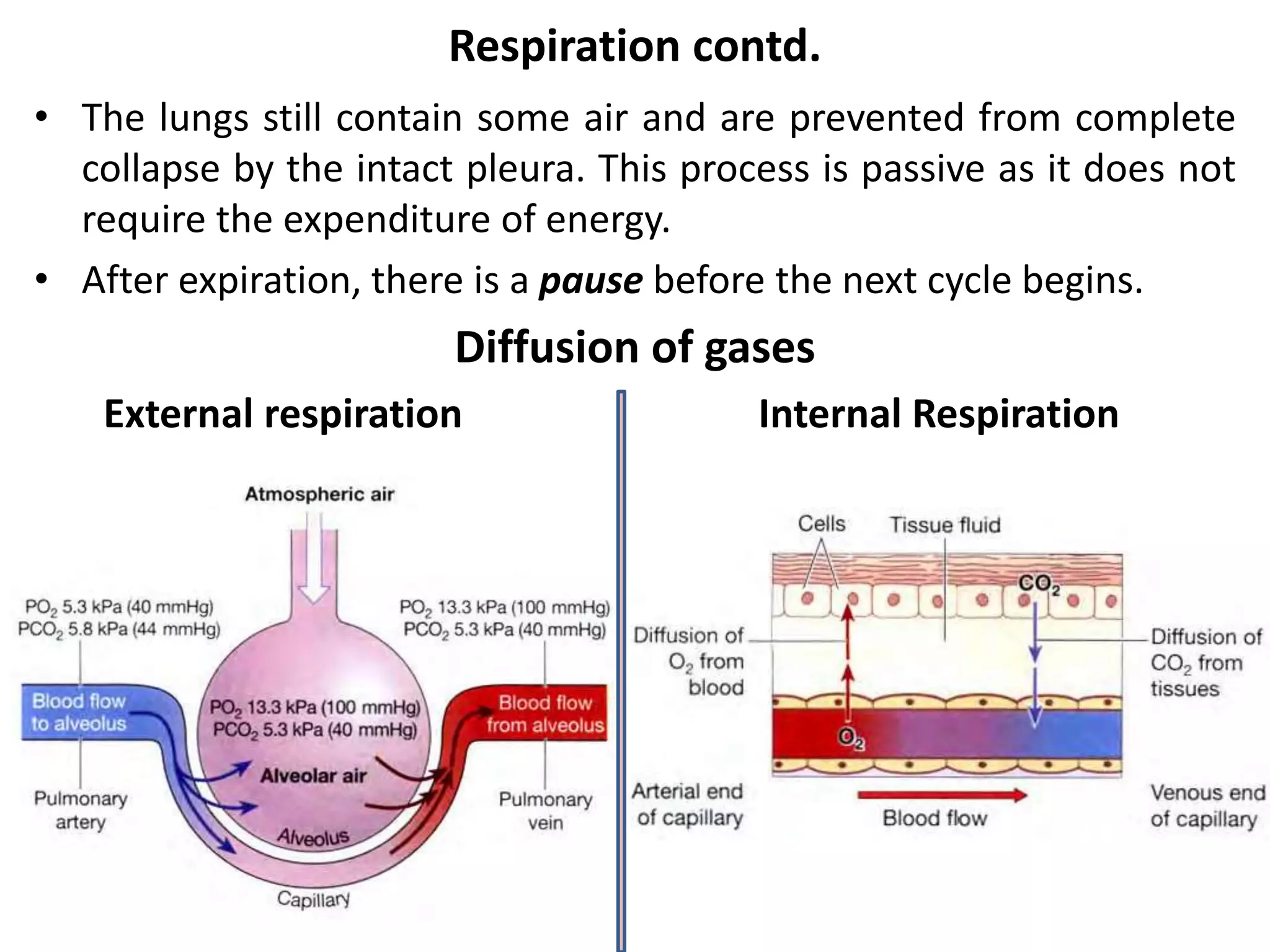 5. Respiratory system.pptx