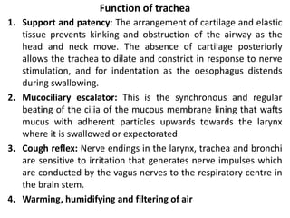5. Respiratory system.pptx