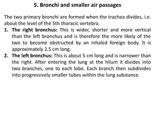 5. Respiratory system.pptx