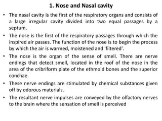 5. Respiratory system.pptx