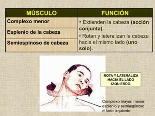 4.SISTEMA MUSCULAR I.ppt