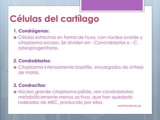 4. TEJIDO CARTILAGINOSO.pdf