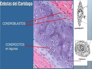 4. TEJIDO CARTILAGINOSO.pdf