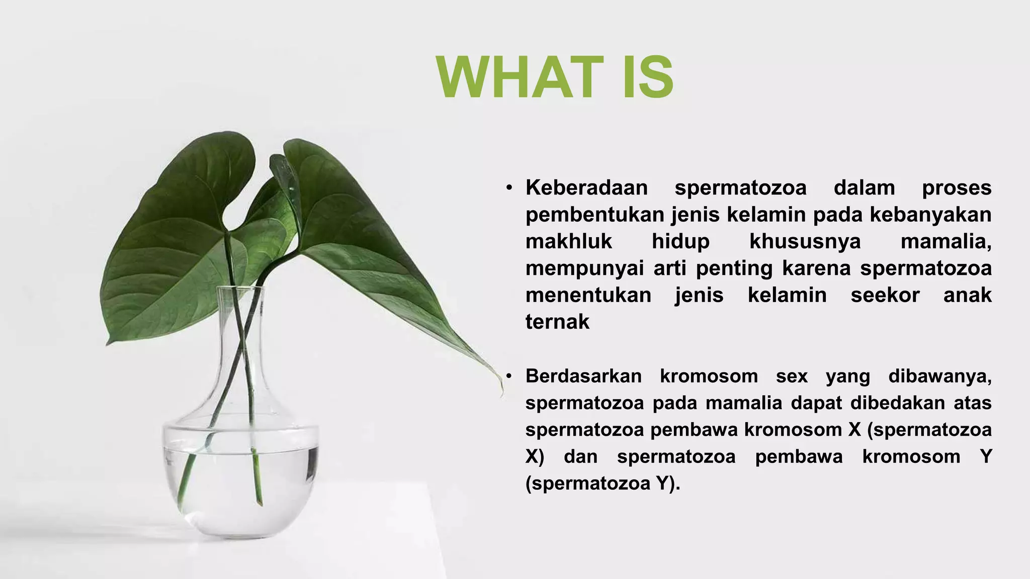 4. SEXING SPERMA.pptx