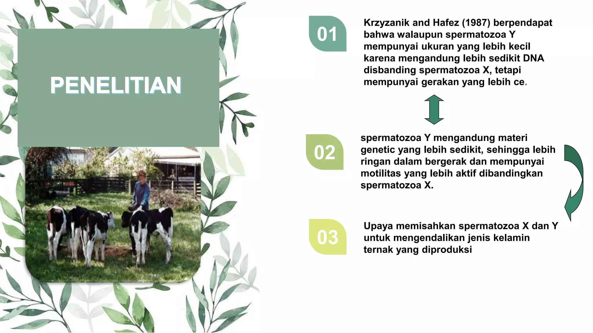 4. SEXING SPERMA.pptx