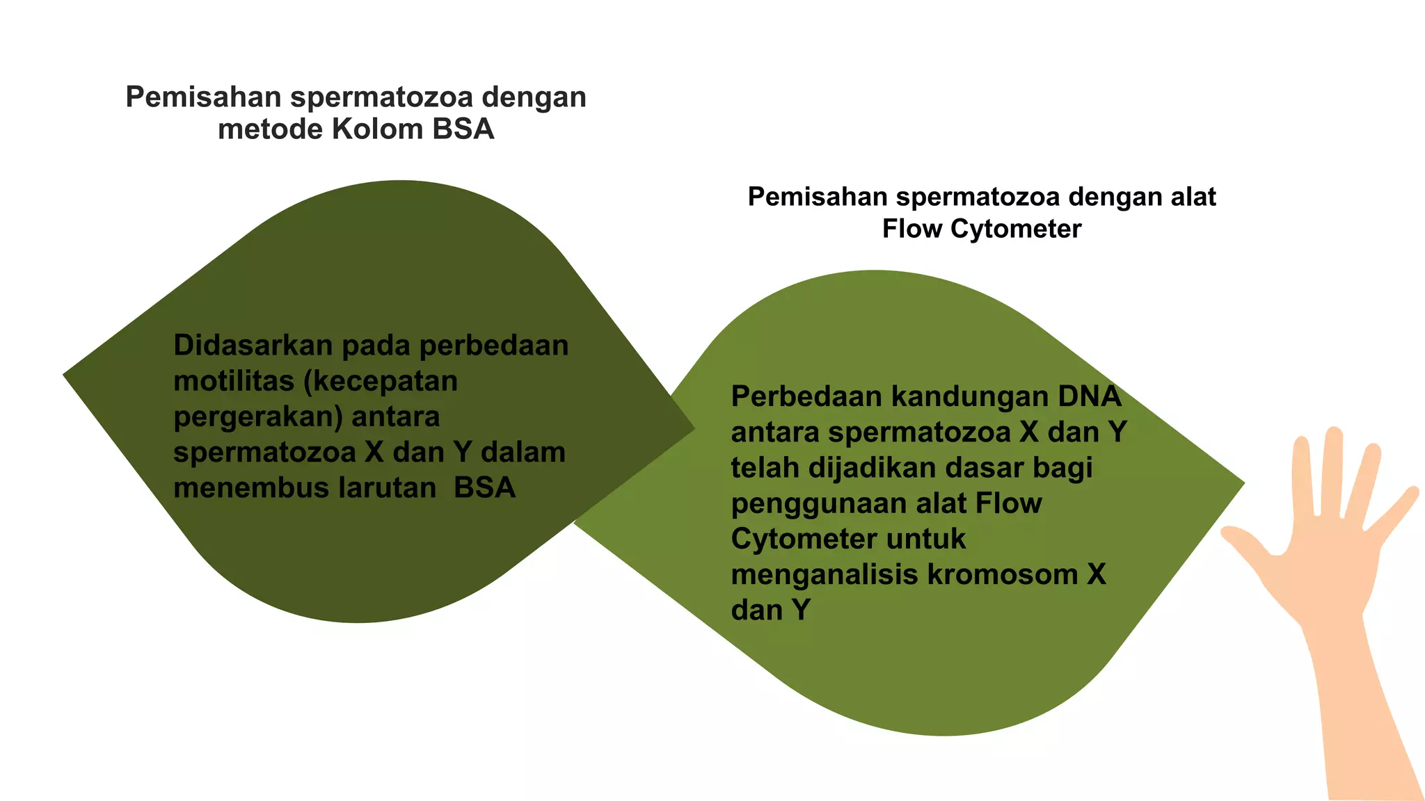 4. SEXING SPERMA.pptx