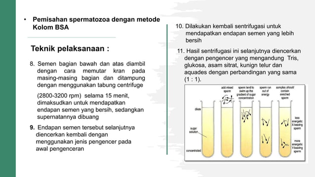 4. SEXING SPERMA.pptx