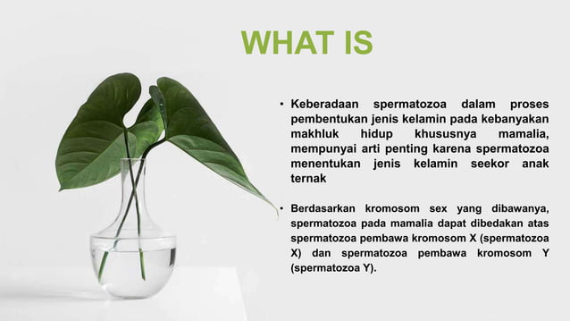 4. SEXING SPERMA.pptx