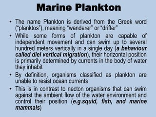 4. Plankton Laut.pptx
