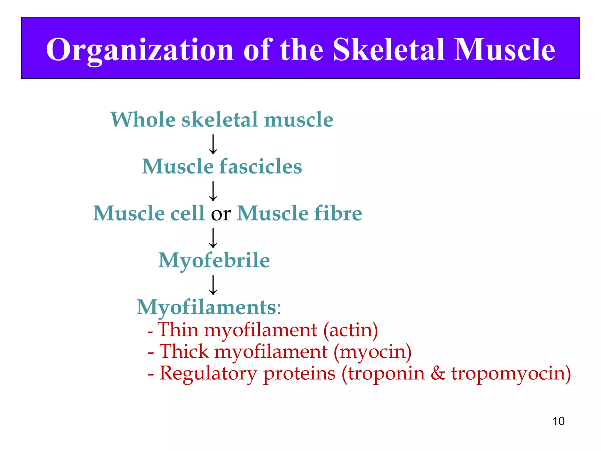 Unit Three - Excitable Tissues (Muscle).ppt