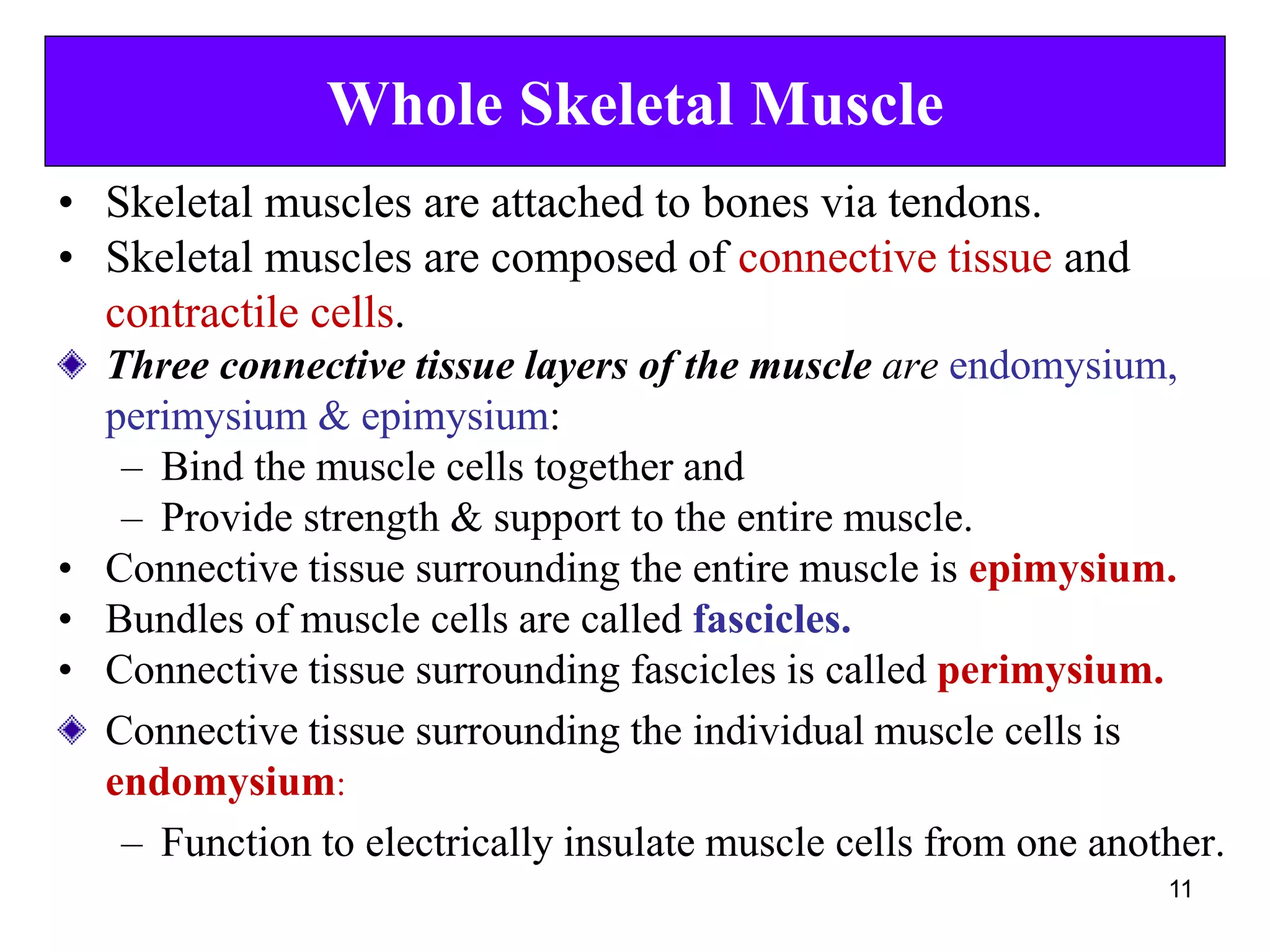 Unit Three - Excitable Tissues (Muscle).ppt