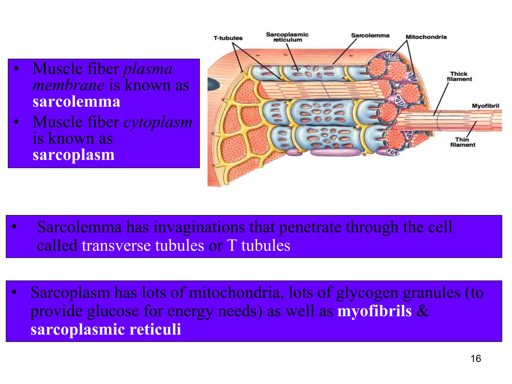 Unit Three - Excitable Tissues (Muscle).ppt