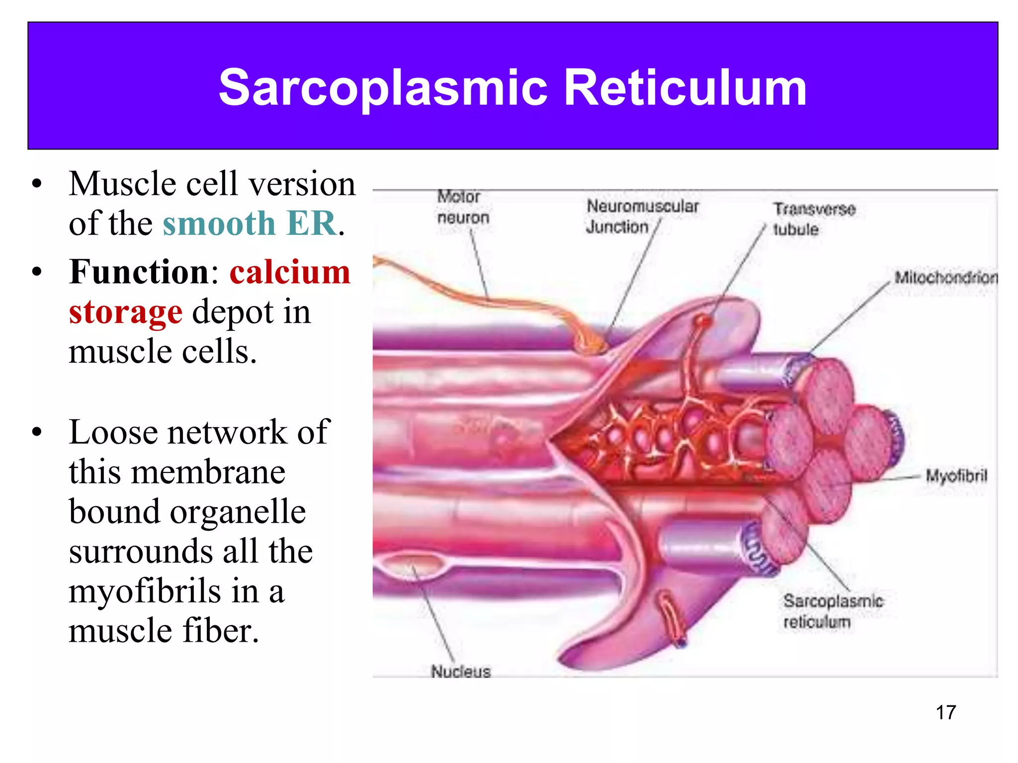 Unit Three - Excitable Tissues (Muscle).ppt