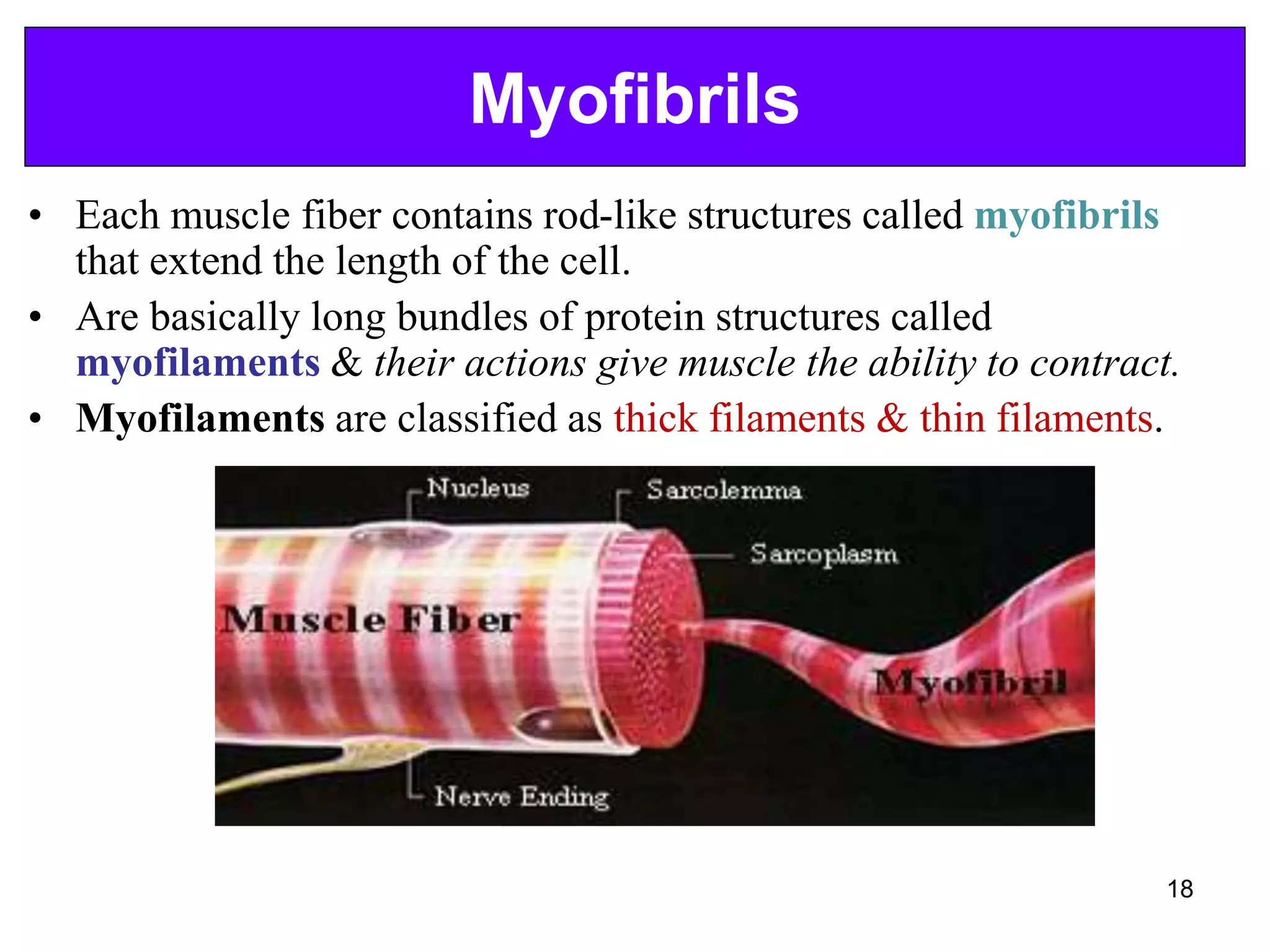 Unit Three - Excitable Tissues (Muscle).ppt