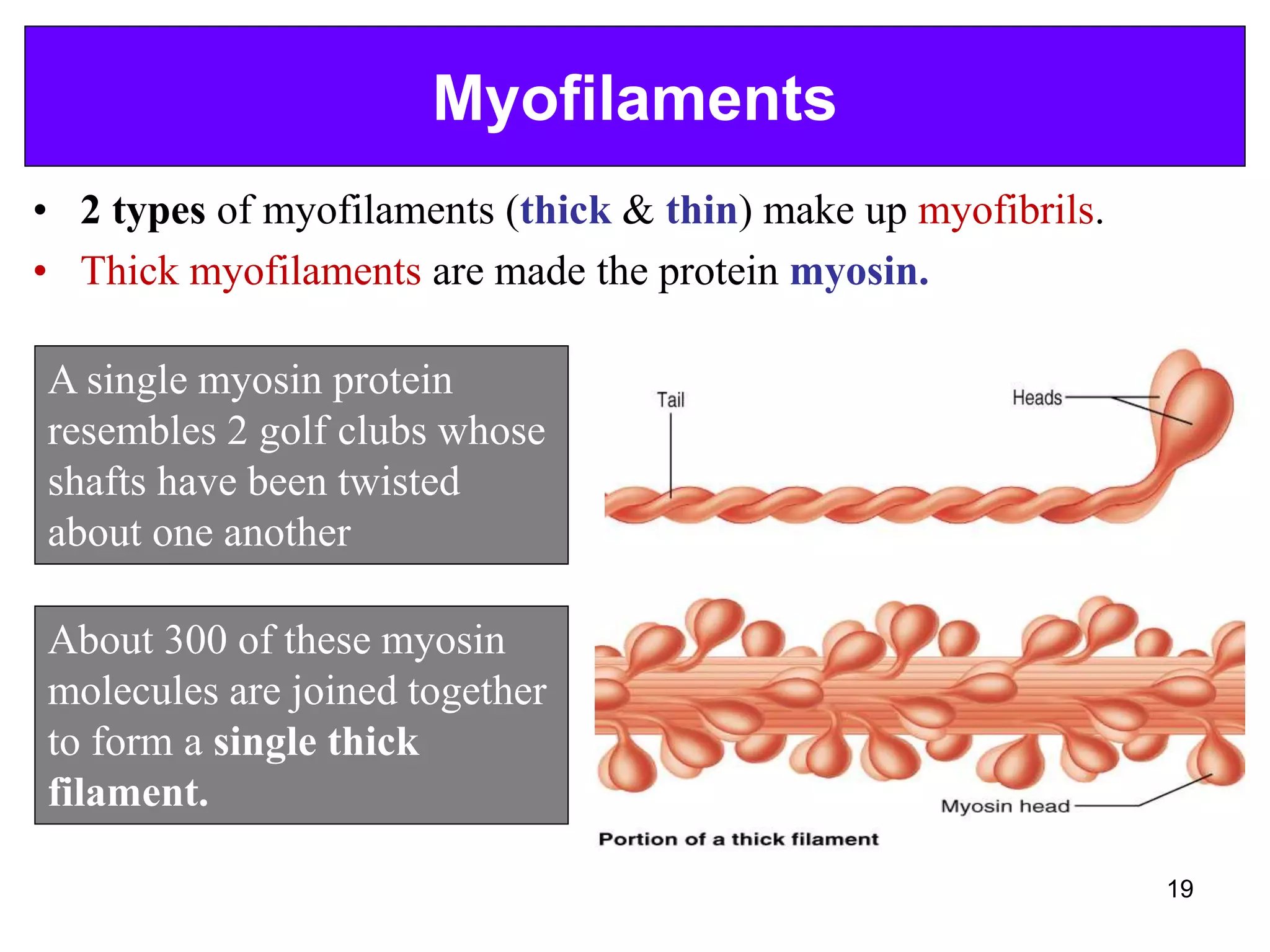 Unit Three - Excitable Tissues (Muscle).ppt