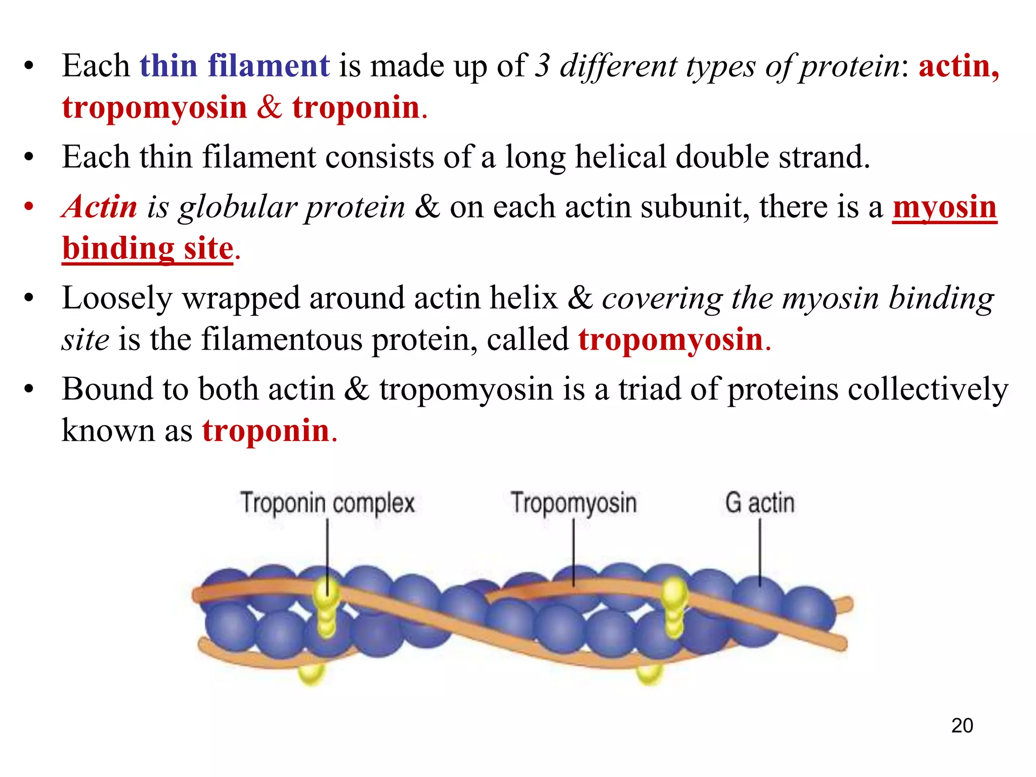 Unit Three - Excitable Tissues (Muscle).ppt