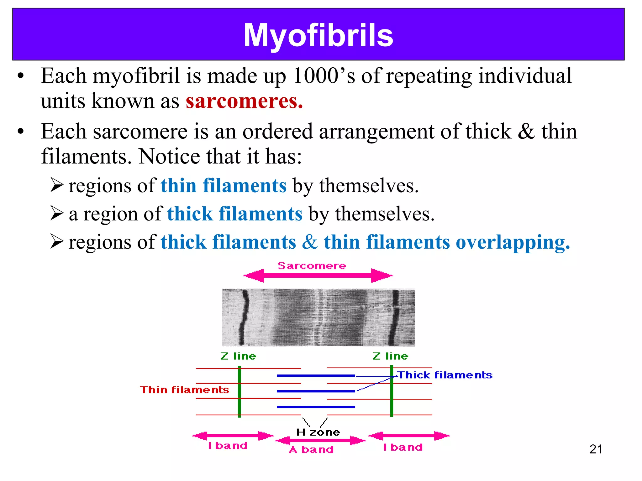 Unit Three - Excitable Tissues (Muscle).ppt