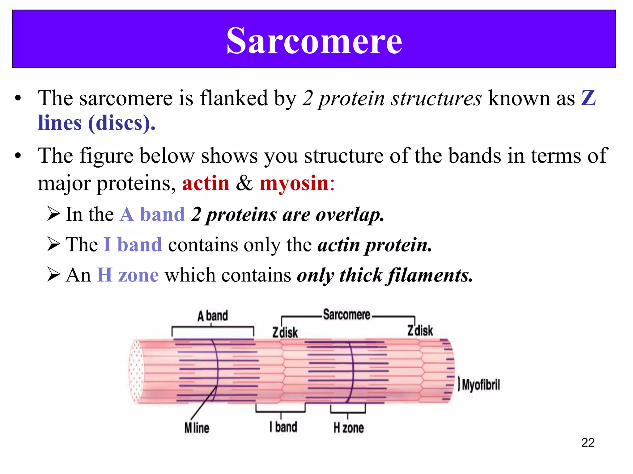 Unit Three - Excitable Tissues (Muscle).ppt