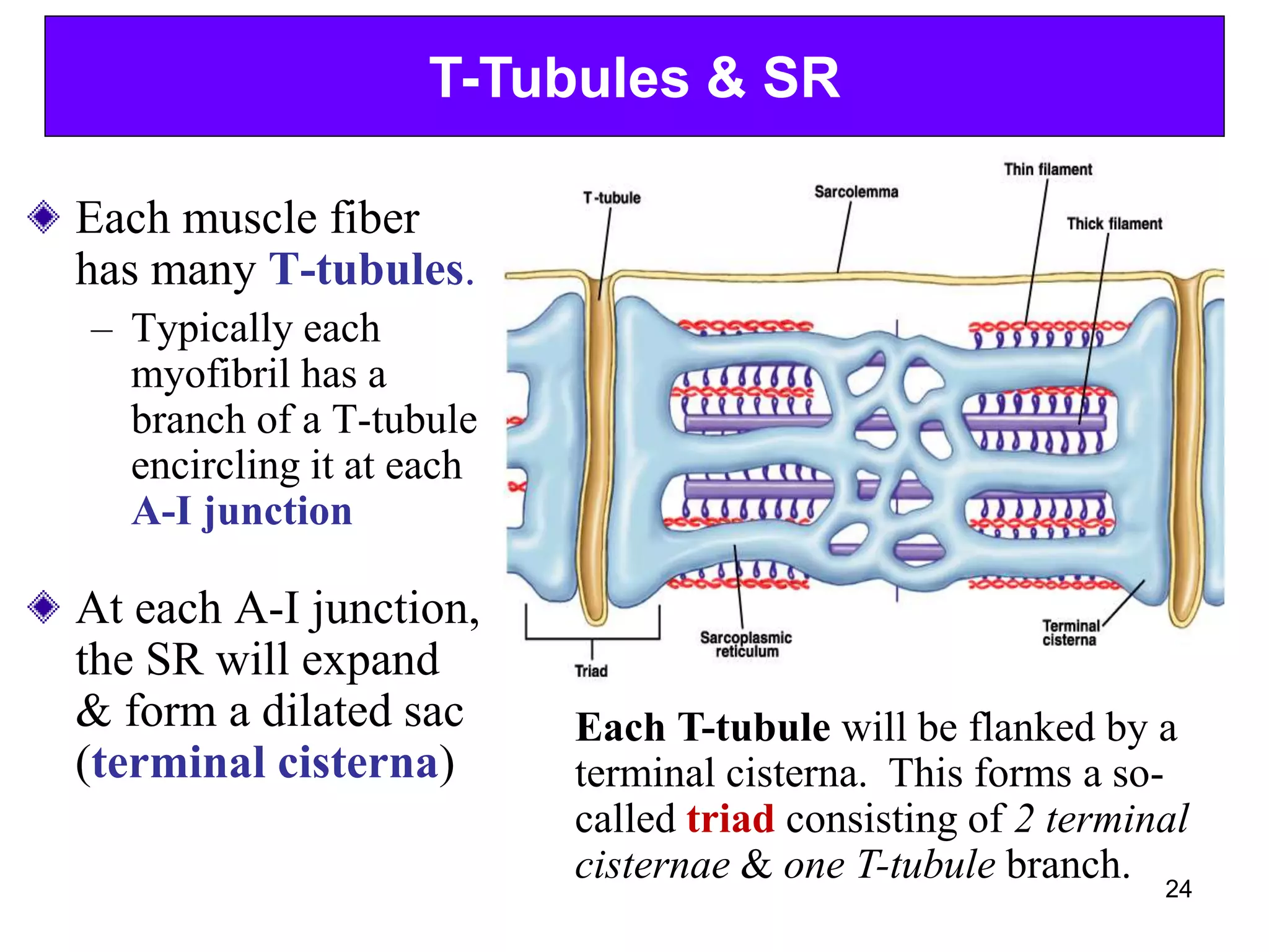 Unit Three - Excitable Tissues (Muscle).ppt