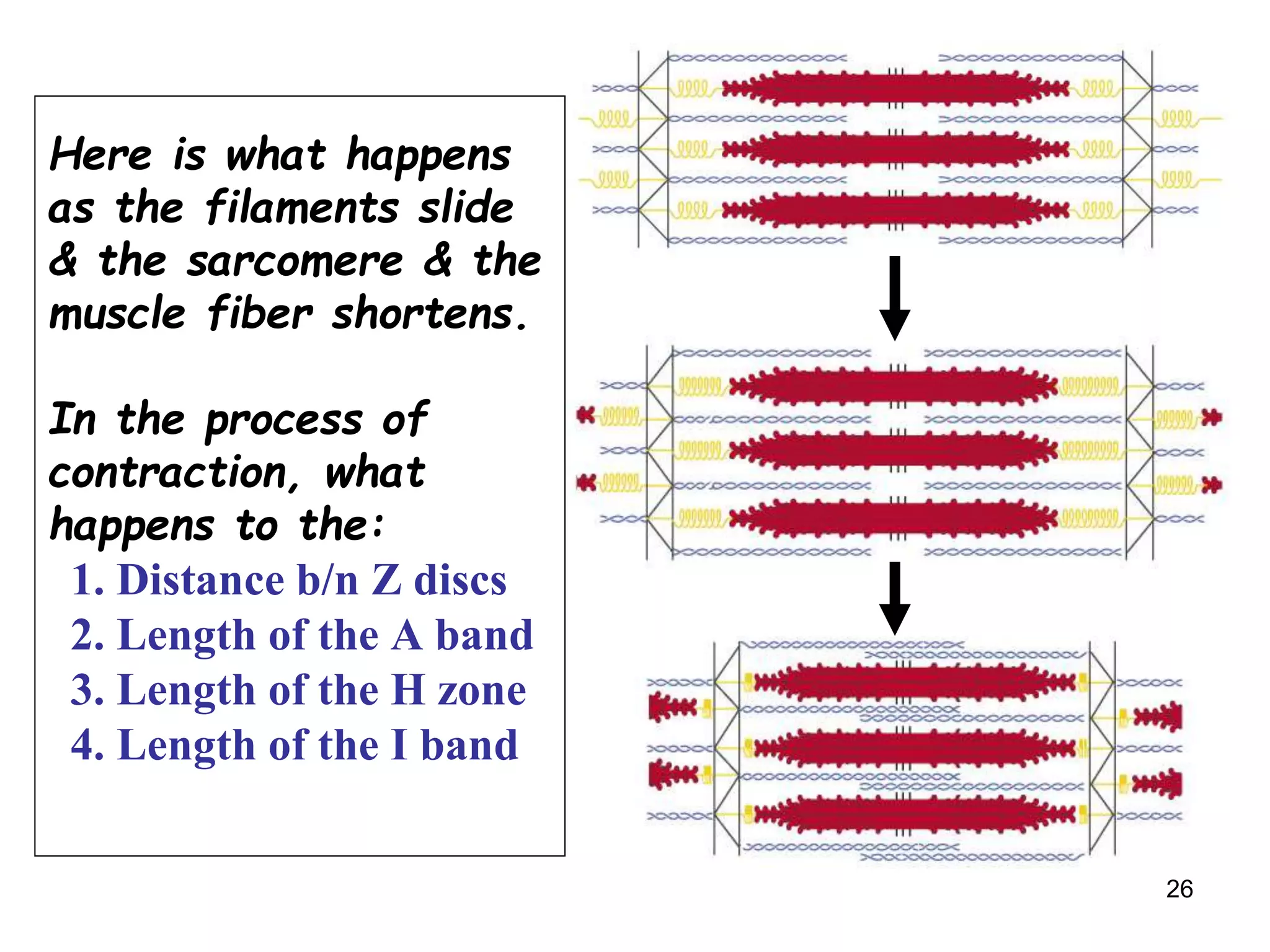 Unit Three - Excitable Tissues (Muscle).ppt