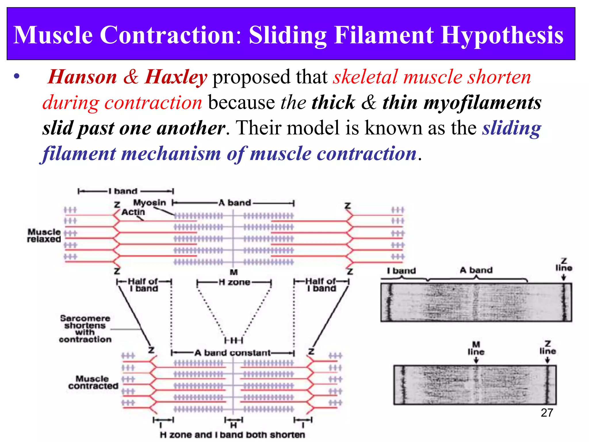 Unit Three - Excitable Tissues (Muscle).ppt