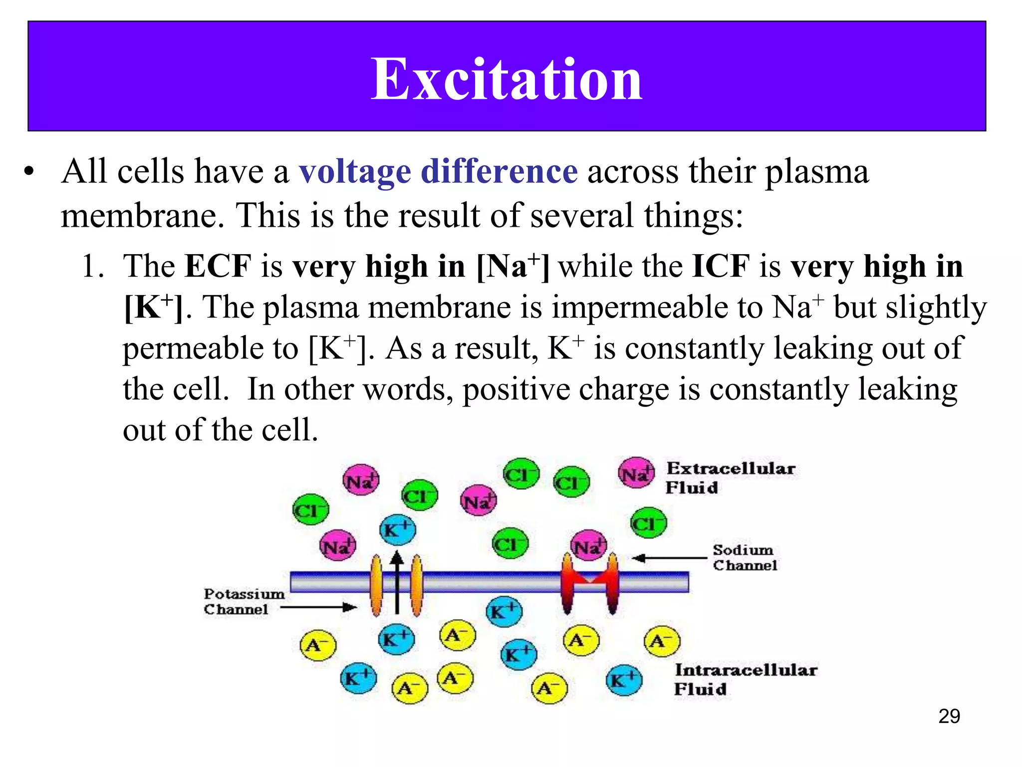 Unit Three - Excitable Tissues (Muscle).ppt