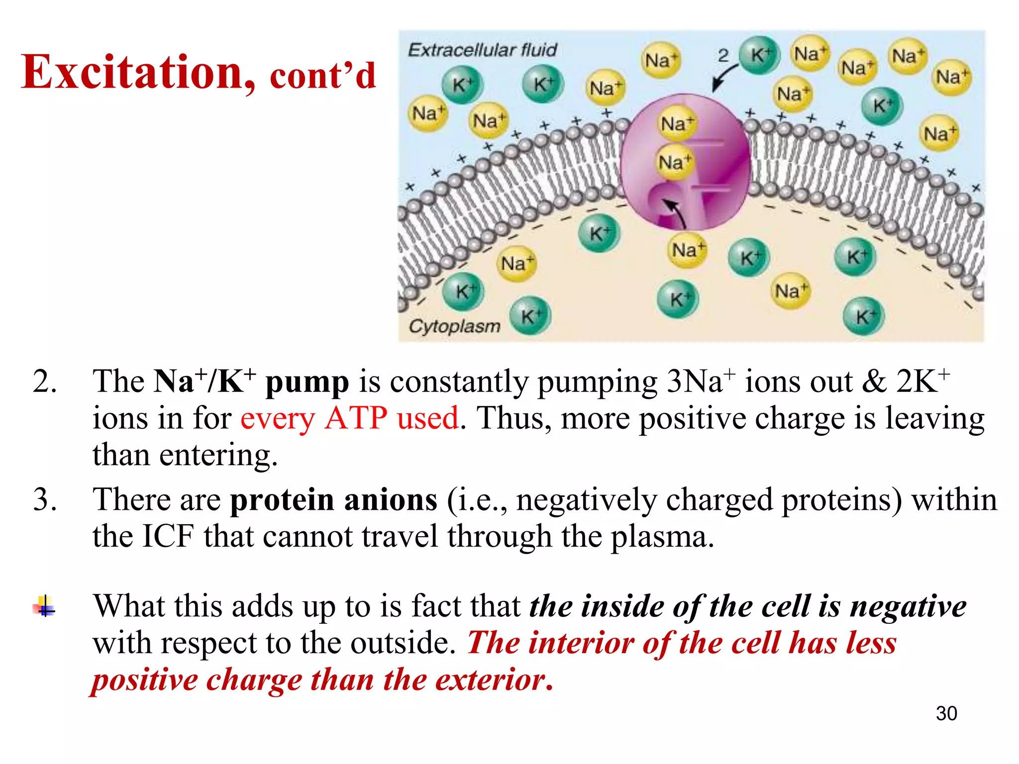 Unit Three - Excitable Tissues (Muscle).ppt