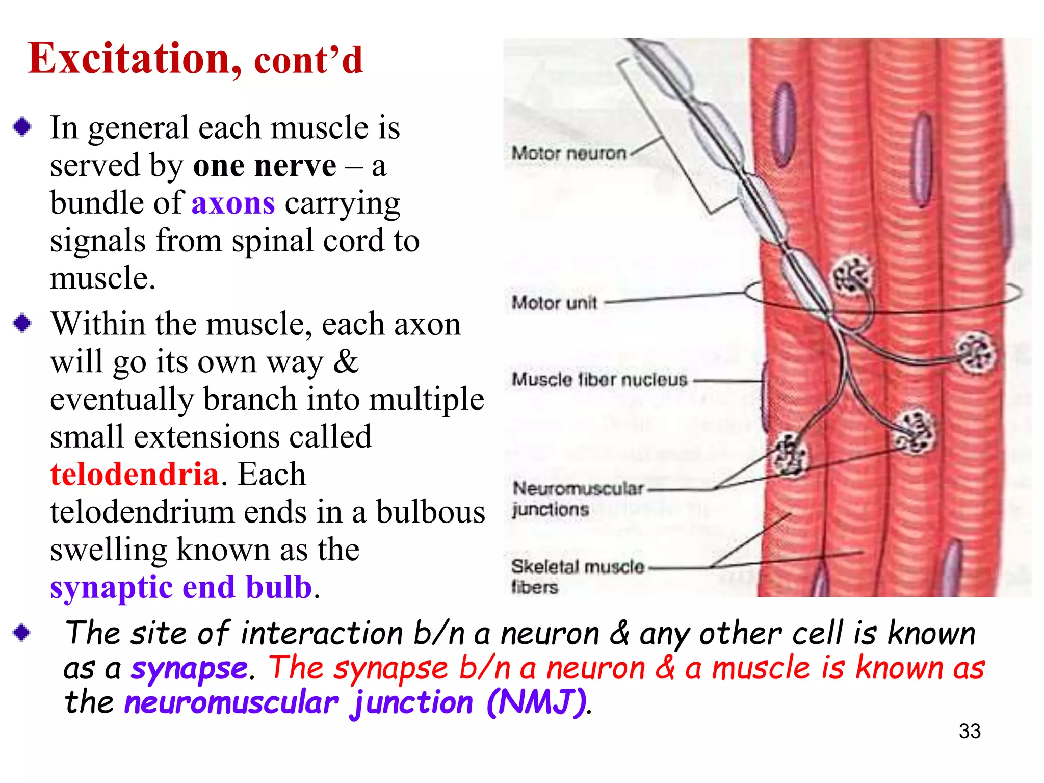Unit Three - Excitable Tissues (Muscle).ppt